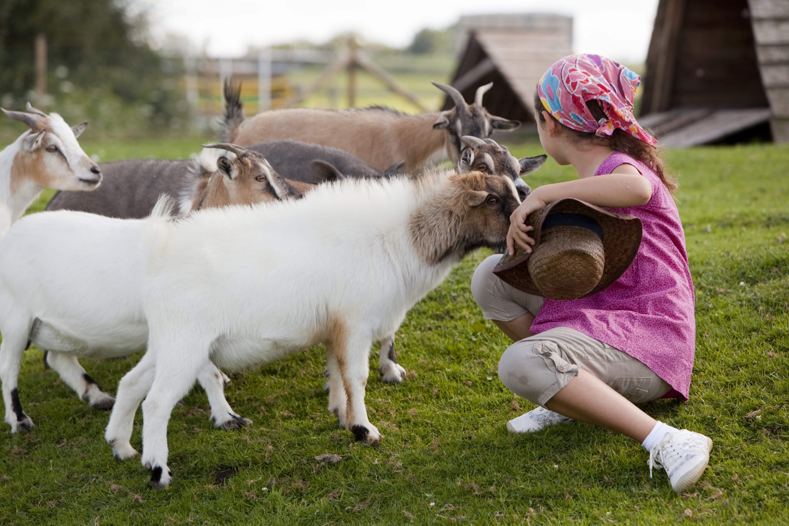 oh la vache! - Mod Emplois